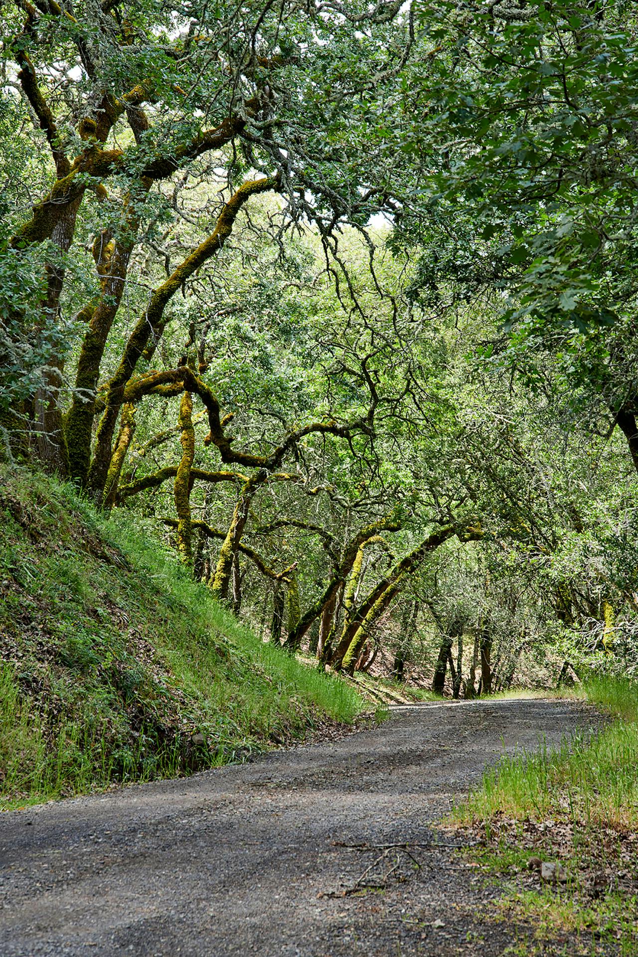 Hocker - Sonoma Mountain